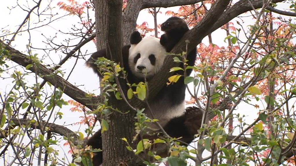 Adelaide Zoo hopeful pandas Wang Wang and Fu Ni will stay in Australia ...