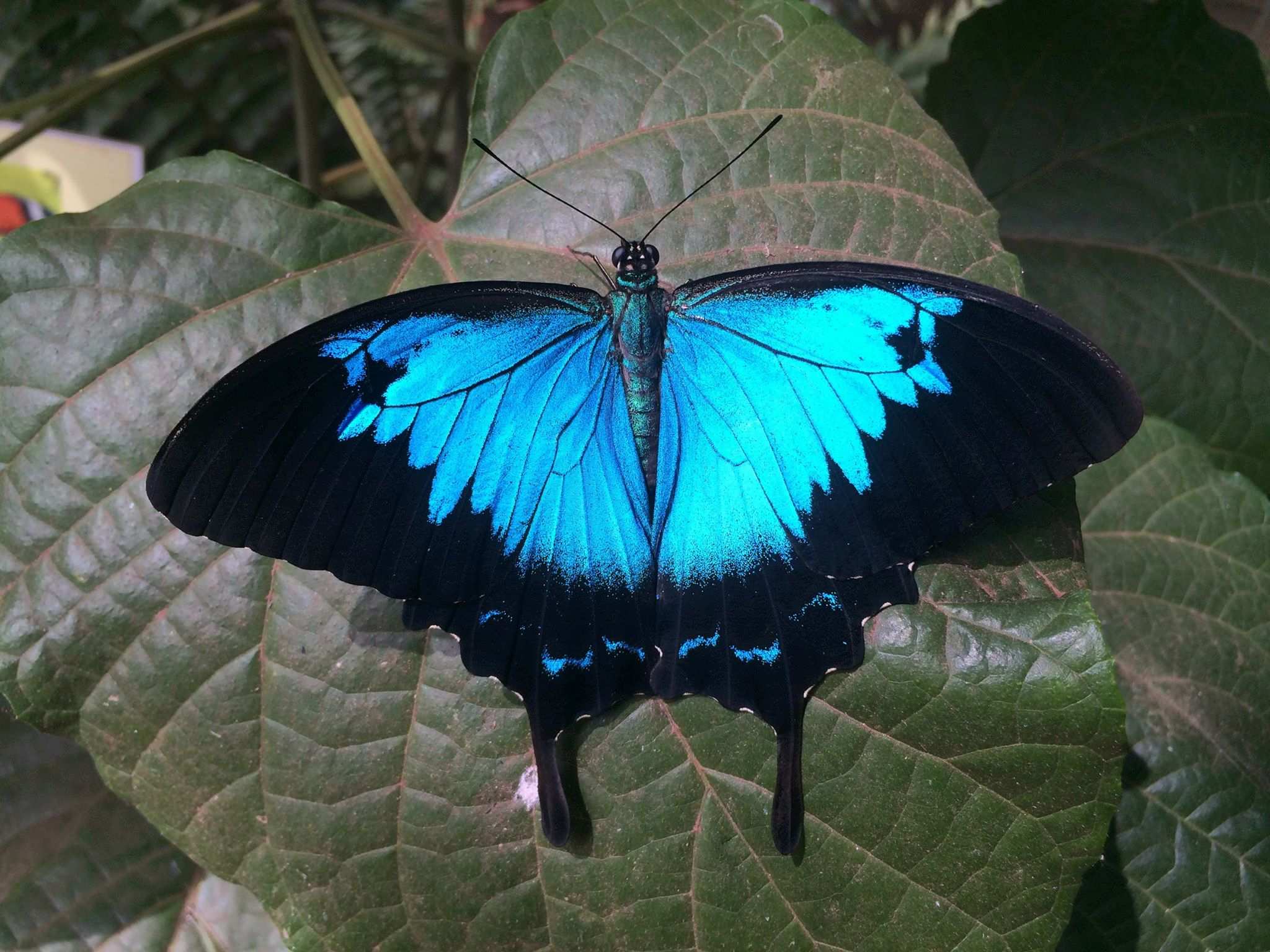 New wings: Northern Territory butterfly farm set for major upgrade ...