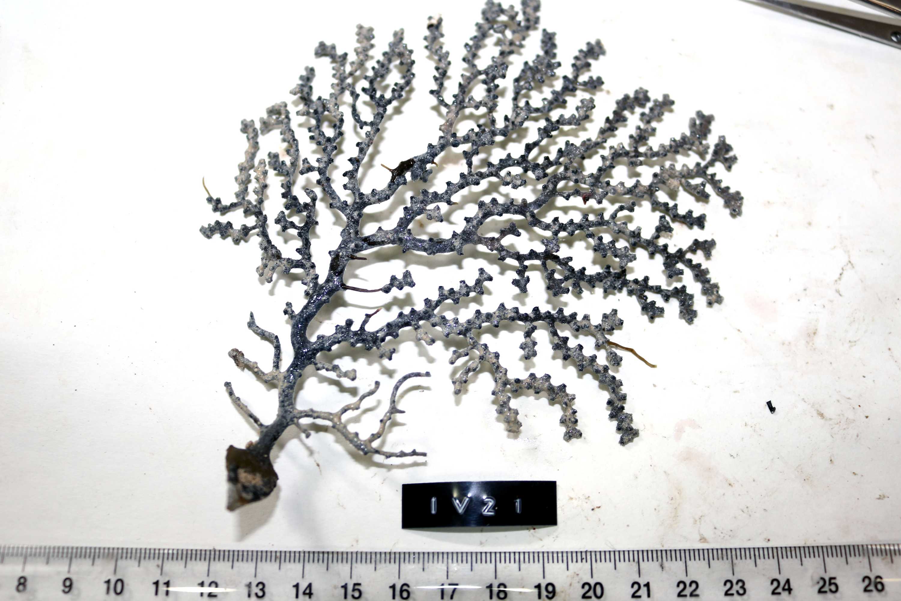 CSIRO ship scours Coral Sea depths to reveal trove of scientific ...