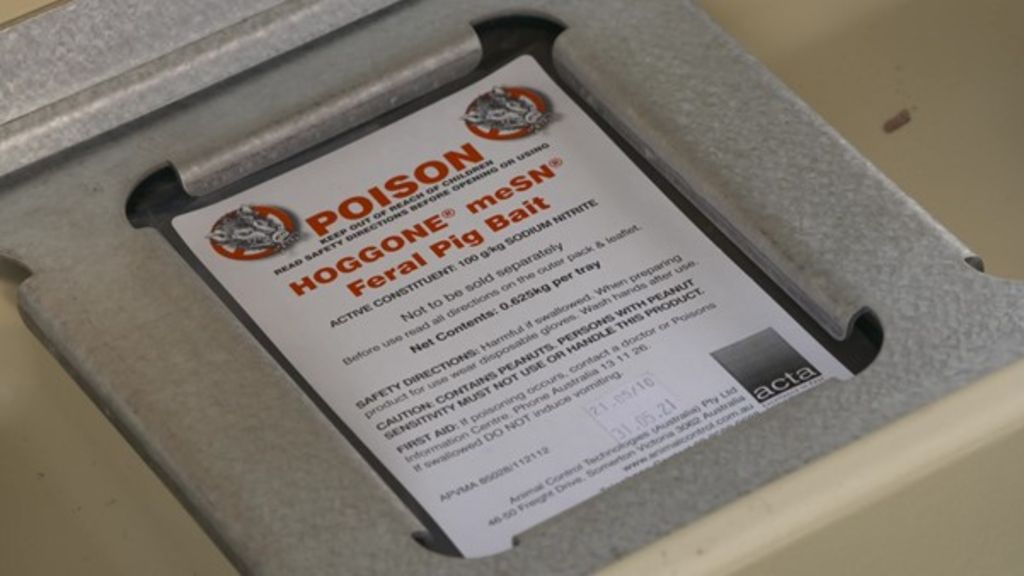 Feral Fight: Humane bait for killing feral pigs - ABC News