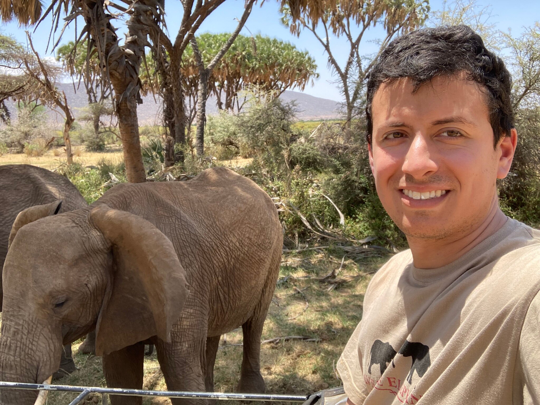 Wild African elephants address each other with name-like rumbling calls ...