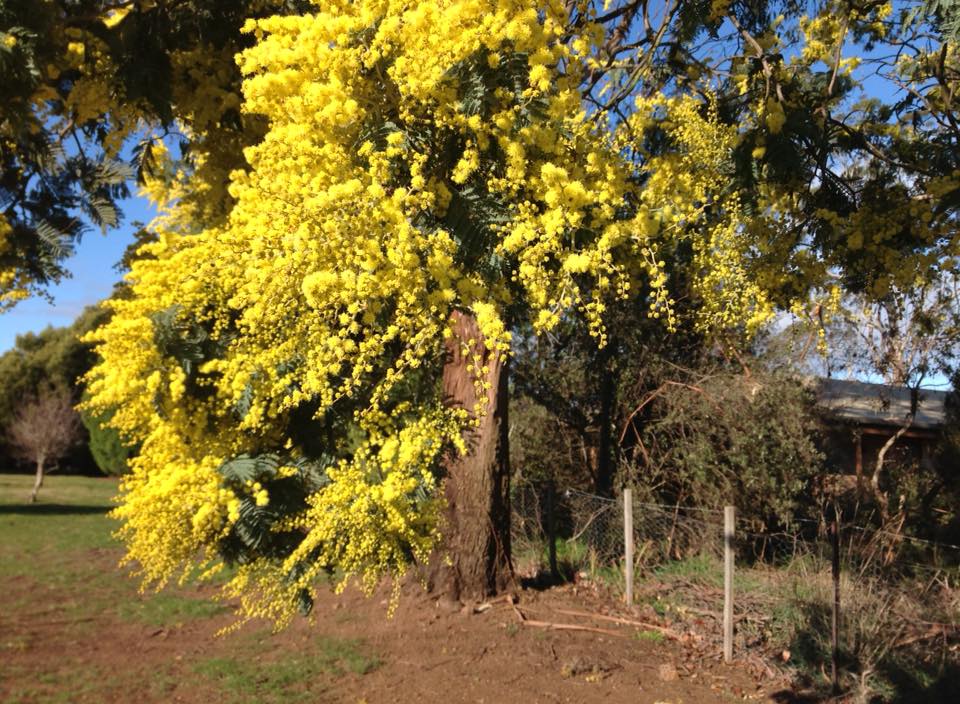 Tasmania is set for a warm spring — but the east could be much wetter ...