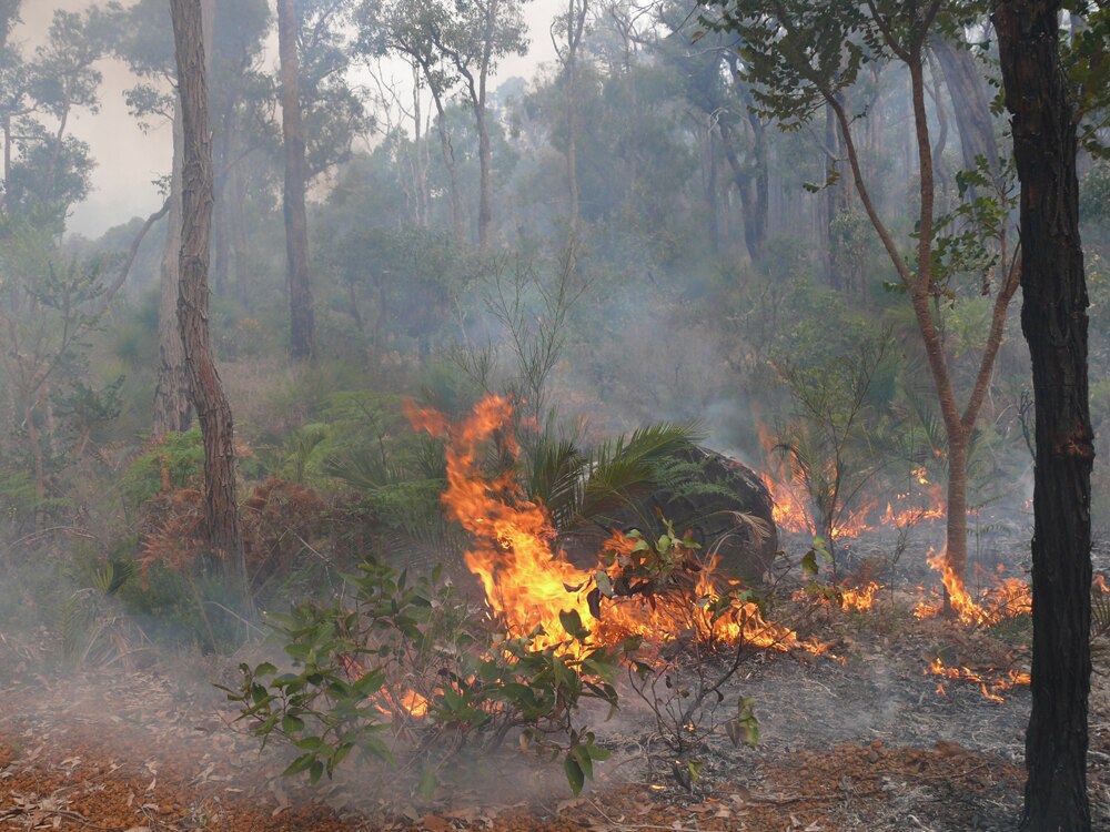 Prescribed burn escapes ignite argument over best time to burn off ...