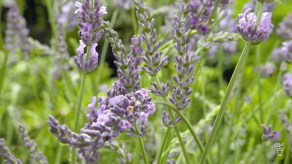 Plant Profile: French Lavender - Gardening Australia