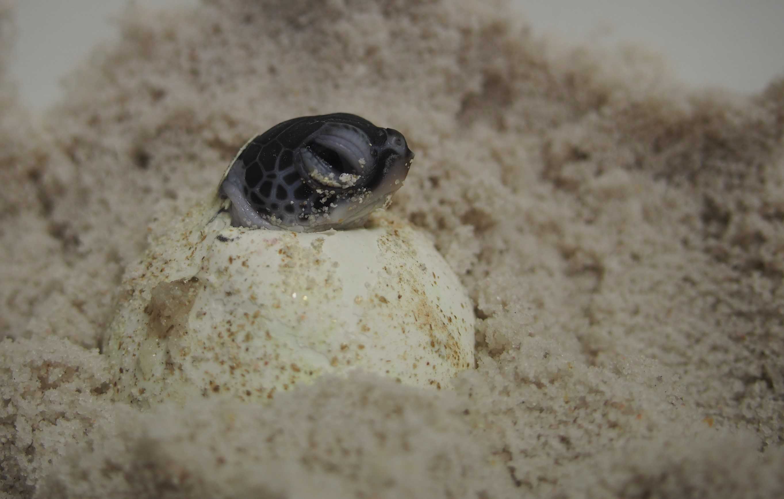 Turtle eggs have a "pivotal temperature" point - ABC Kimberley