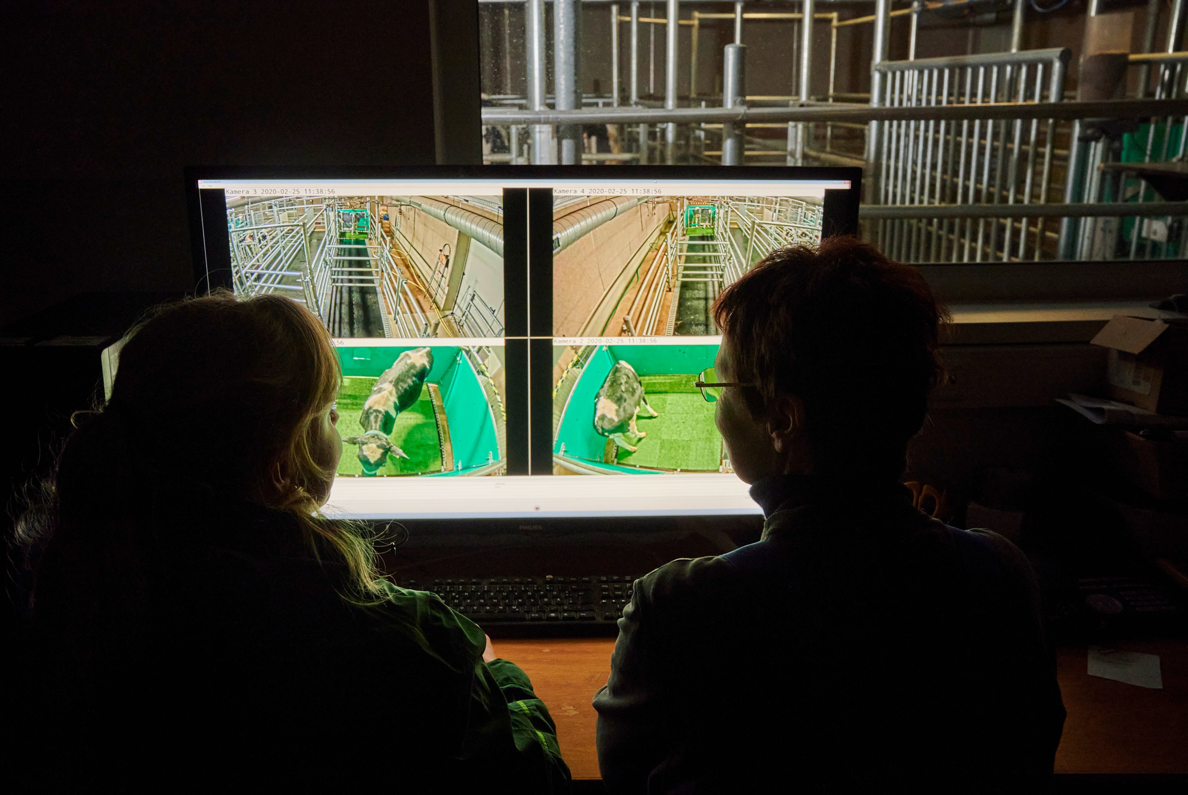 Researchers create MooLoo to toilet train cattle in bid to reduce ...