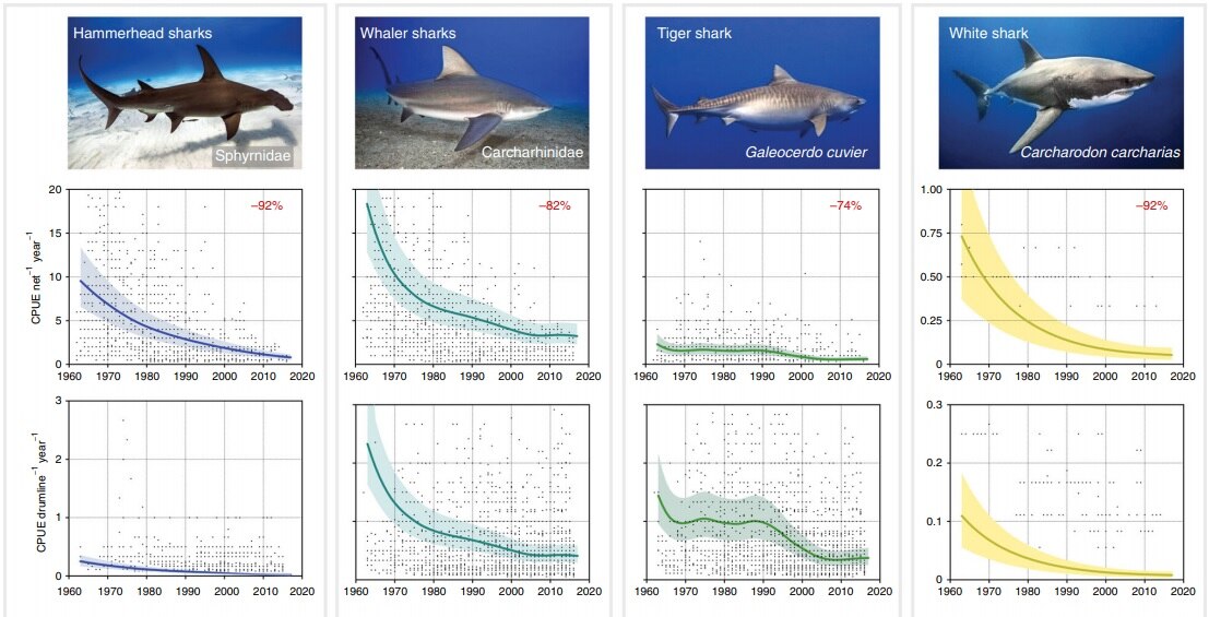 Large shark numbers have fallen 90pc in 50 years, Queensland study ...