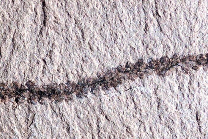 Fossil nuts from ancient Gondwanan beech tree challenge plant evolution ...