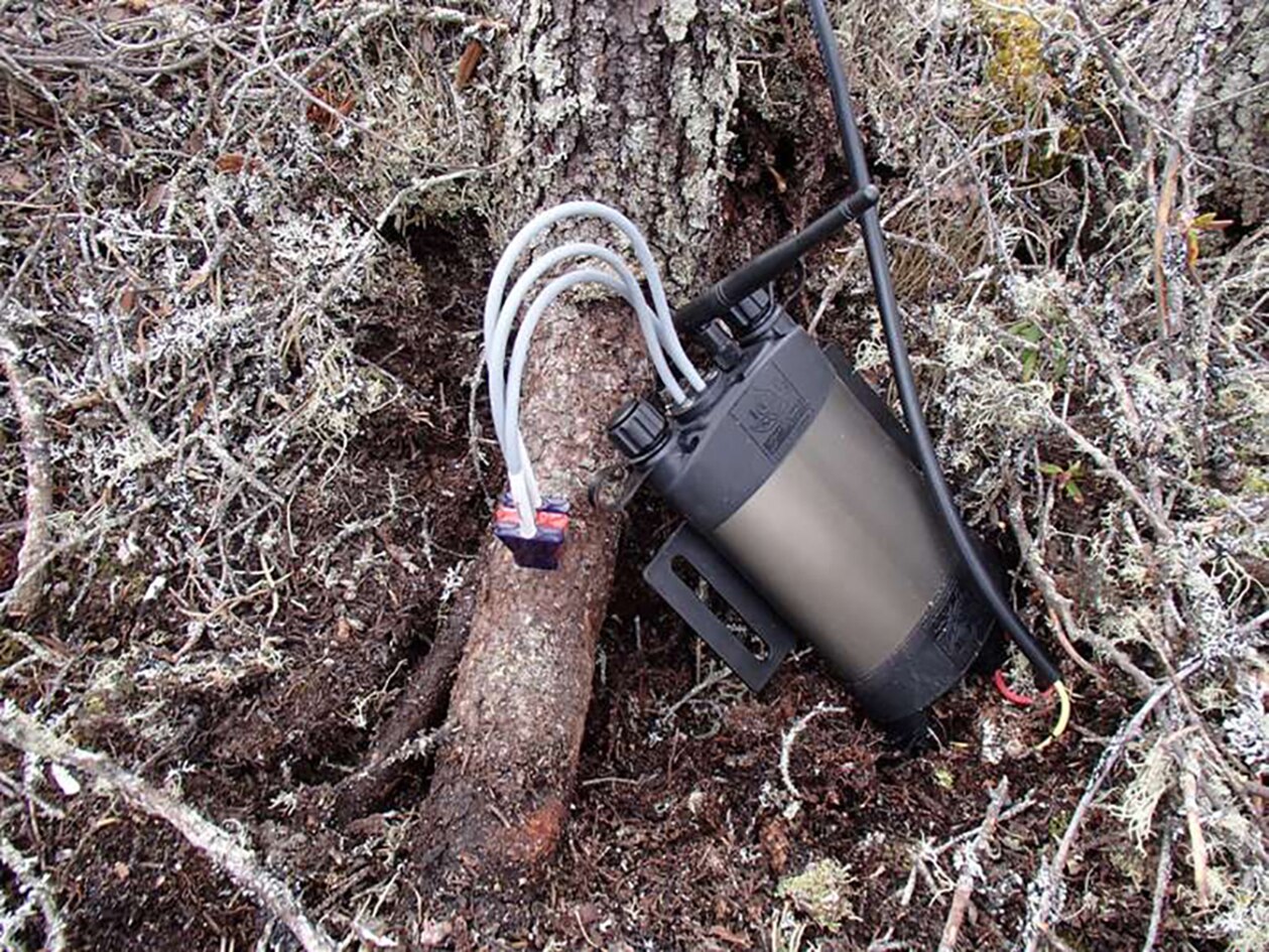 Talking trees tell sap flow stories - ABC News