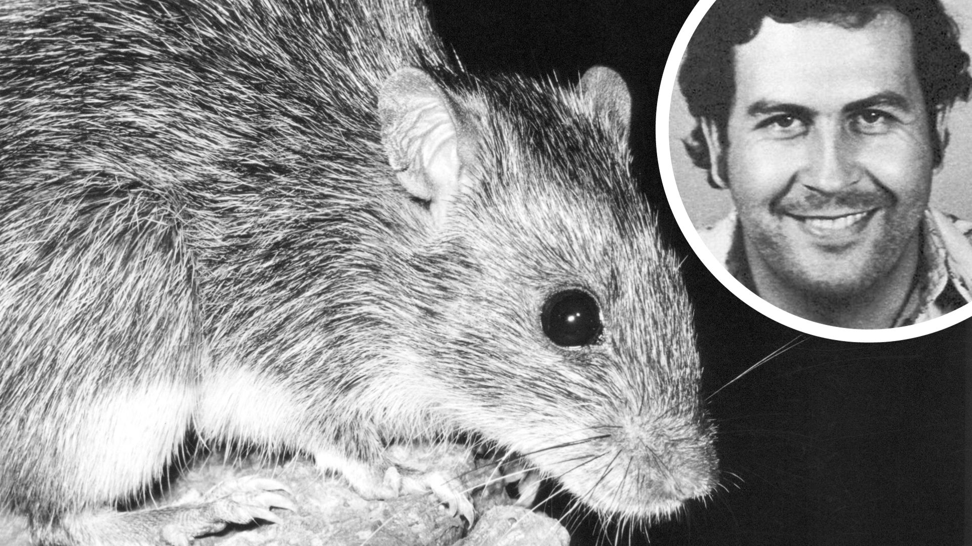 Pirate plague rats and Pablo Escobar in Gulf of Carpentaria - ABC listen