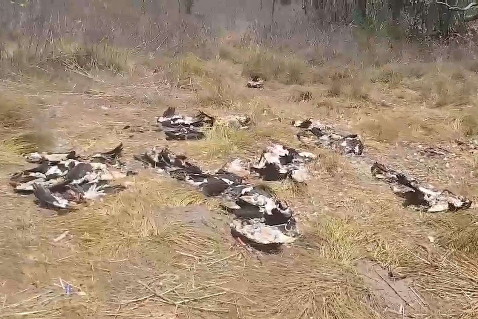 Geese carcasses dumped - ABC News