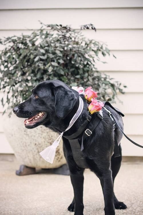 Dogs at weddings: Why couples include their four-legged friend when ...