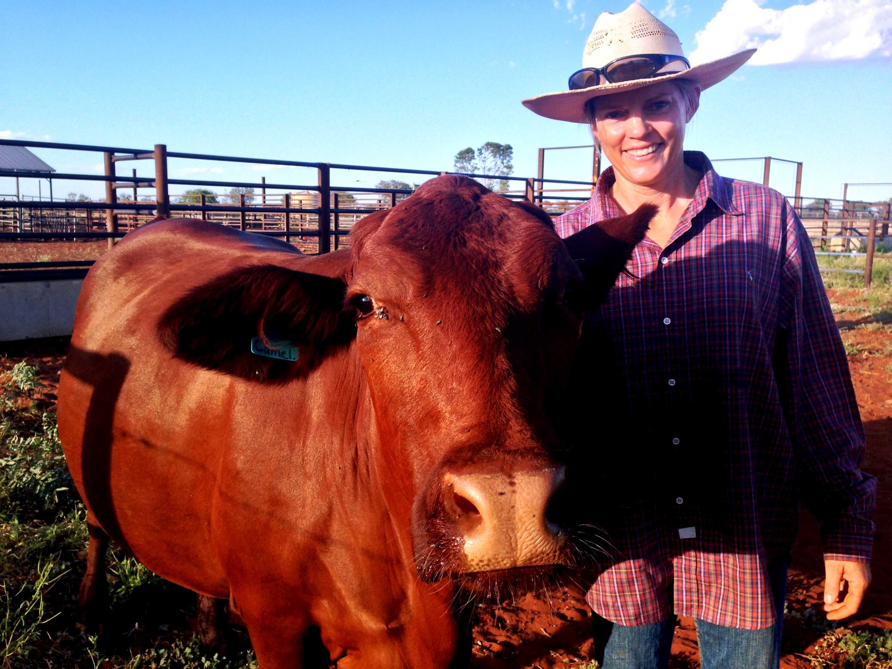 Northern Territory cattle station takes a risk buying in extra cattle ...