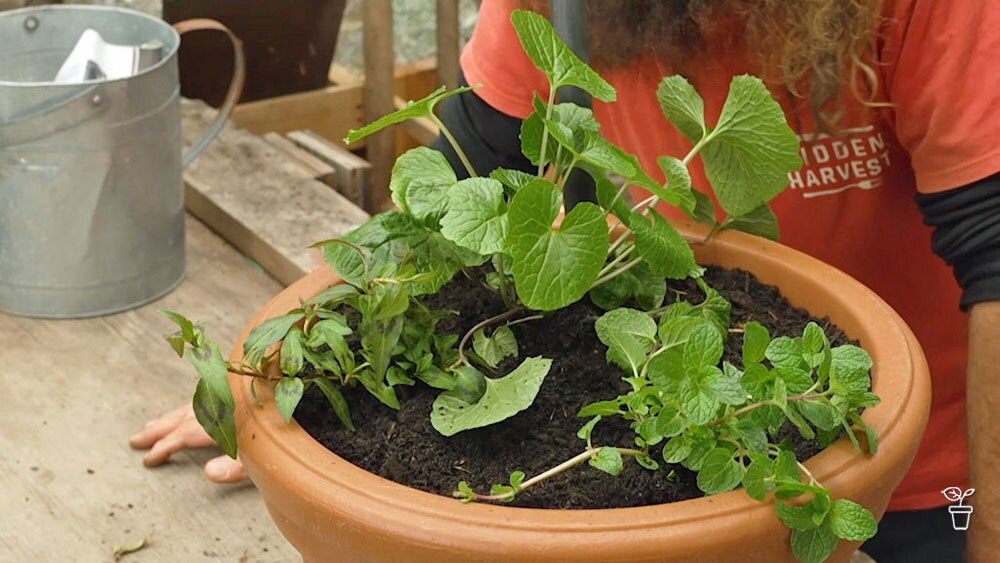 Crop Pots - Gardening Australia