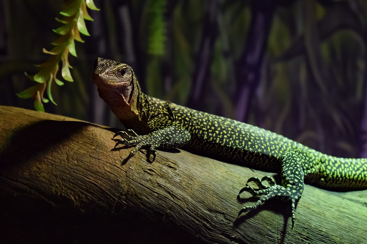 Lizards may have surfed their way to new habitats across the Pacific ...