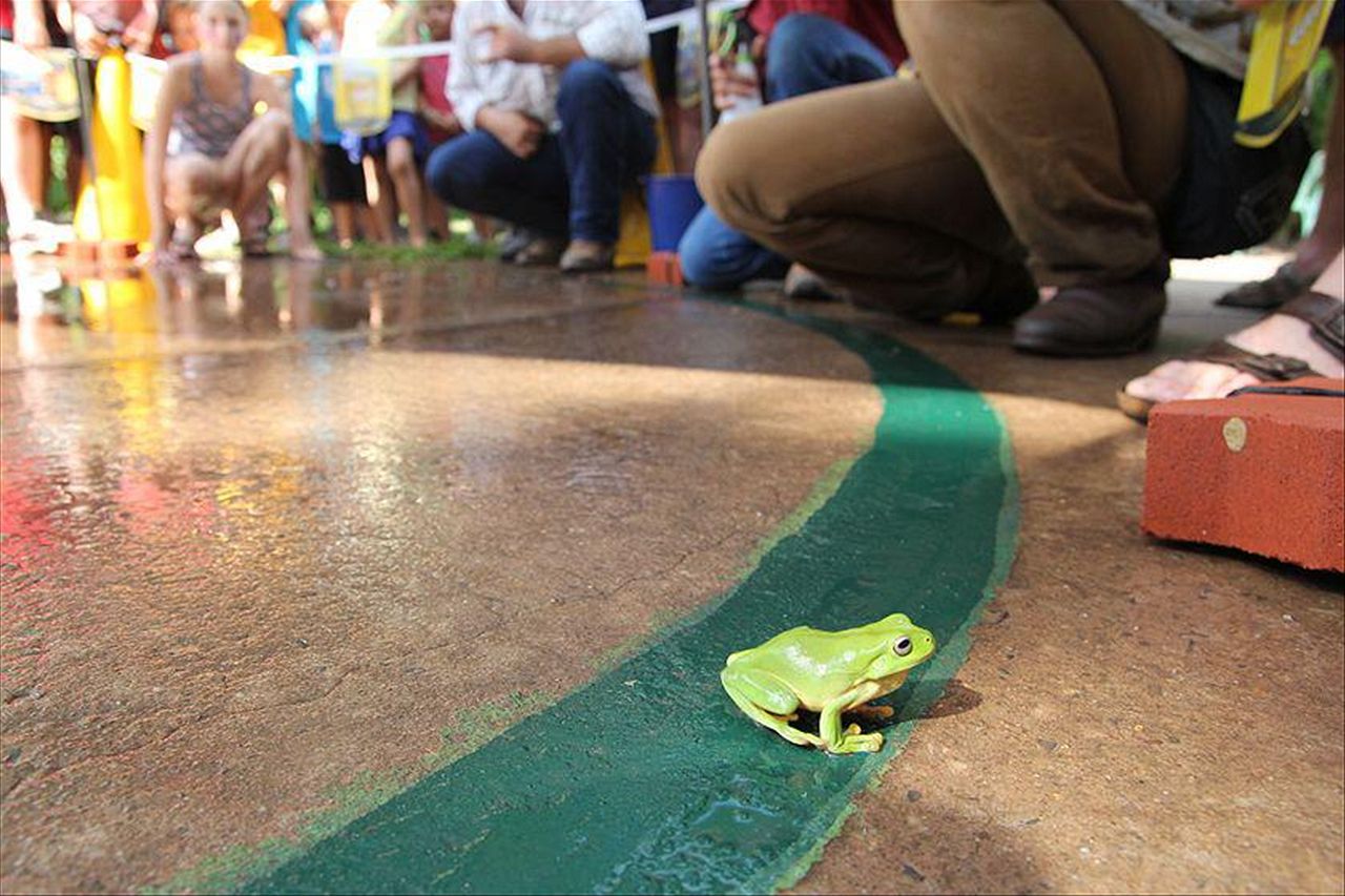 The frog race that stops the Top End - ABC News