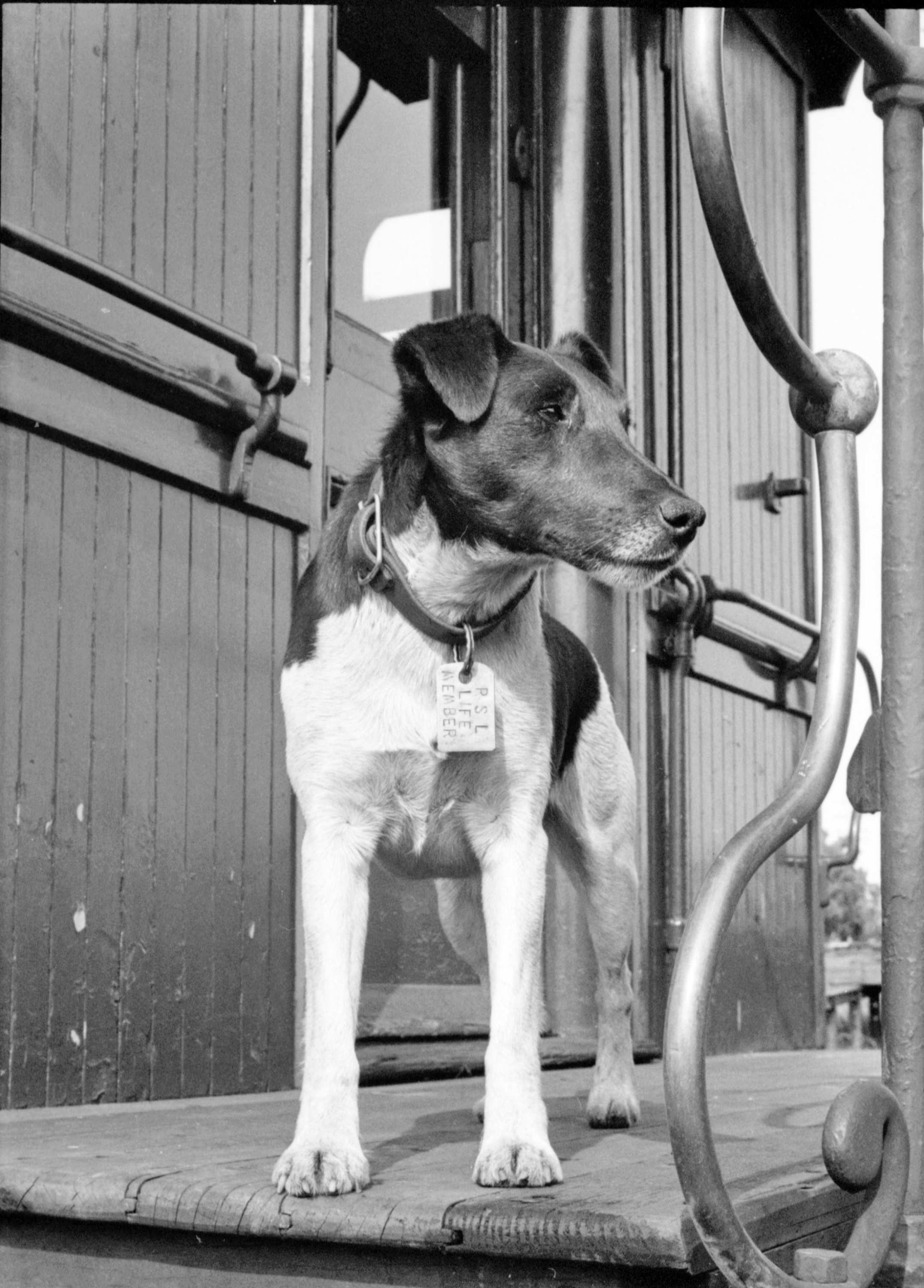 Meet Boofhead, the Riverina's own Red Dog, who would hitch a ride all ...