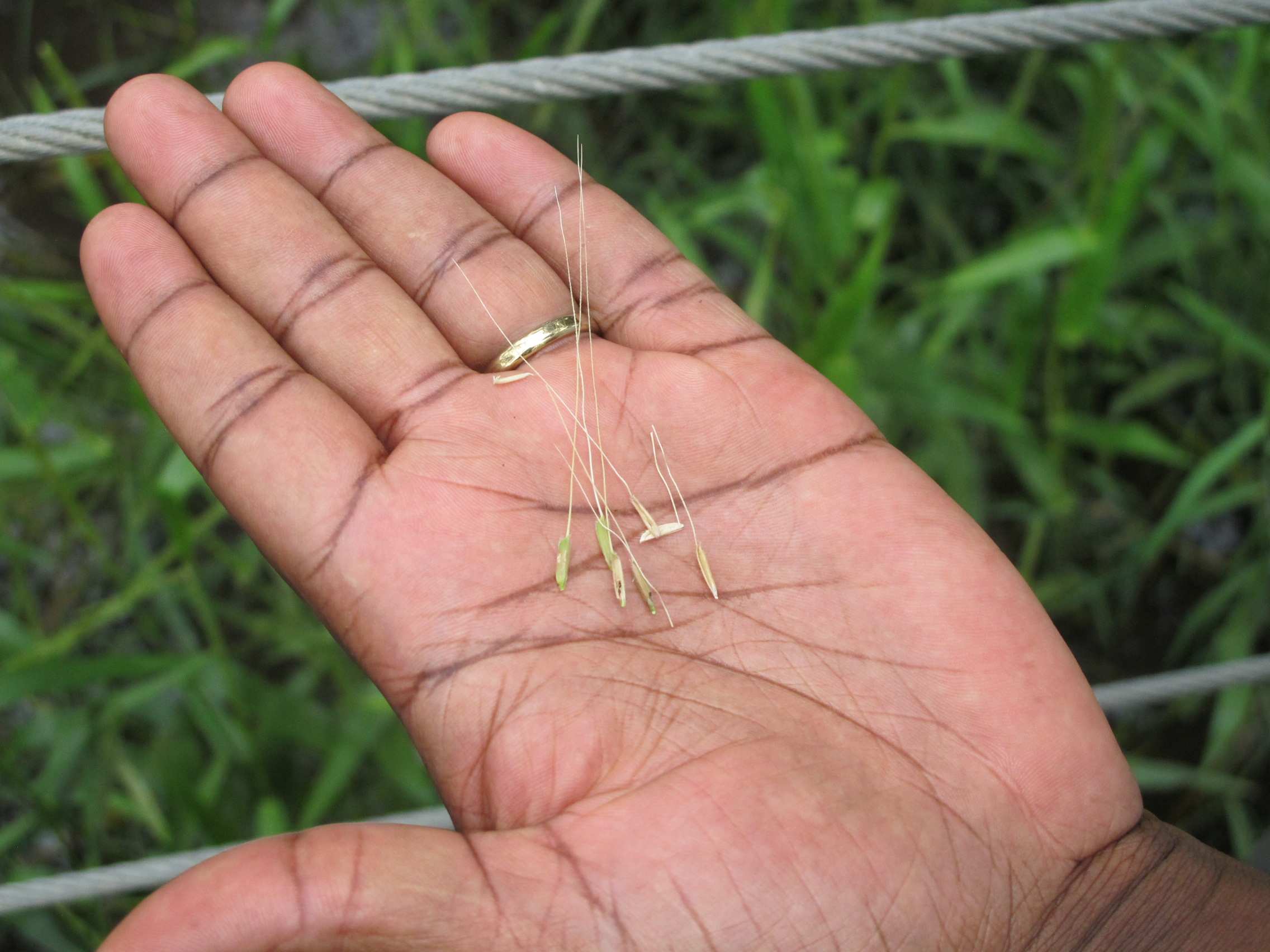 Is Australia the home of rice? Study finds domesticated rice varieties ...