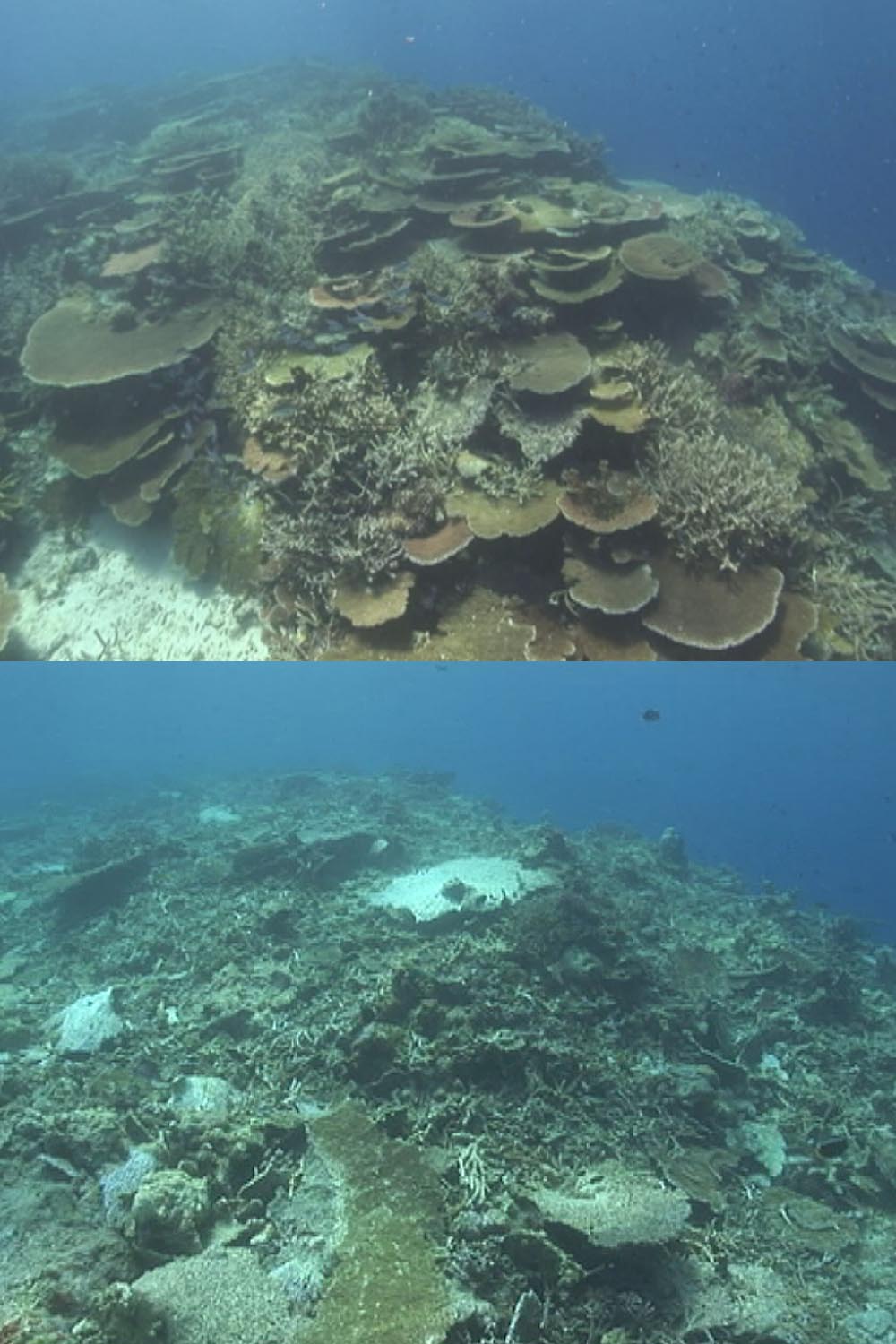 Great Barrier Reef devastated: Before and after images show Cyclone Ita ...