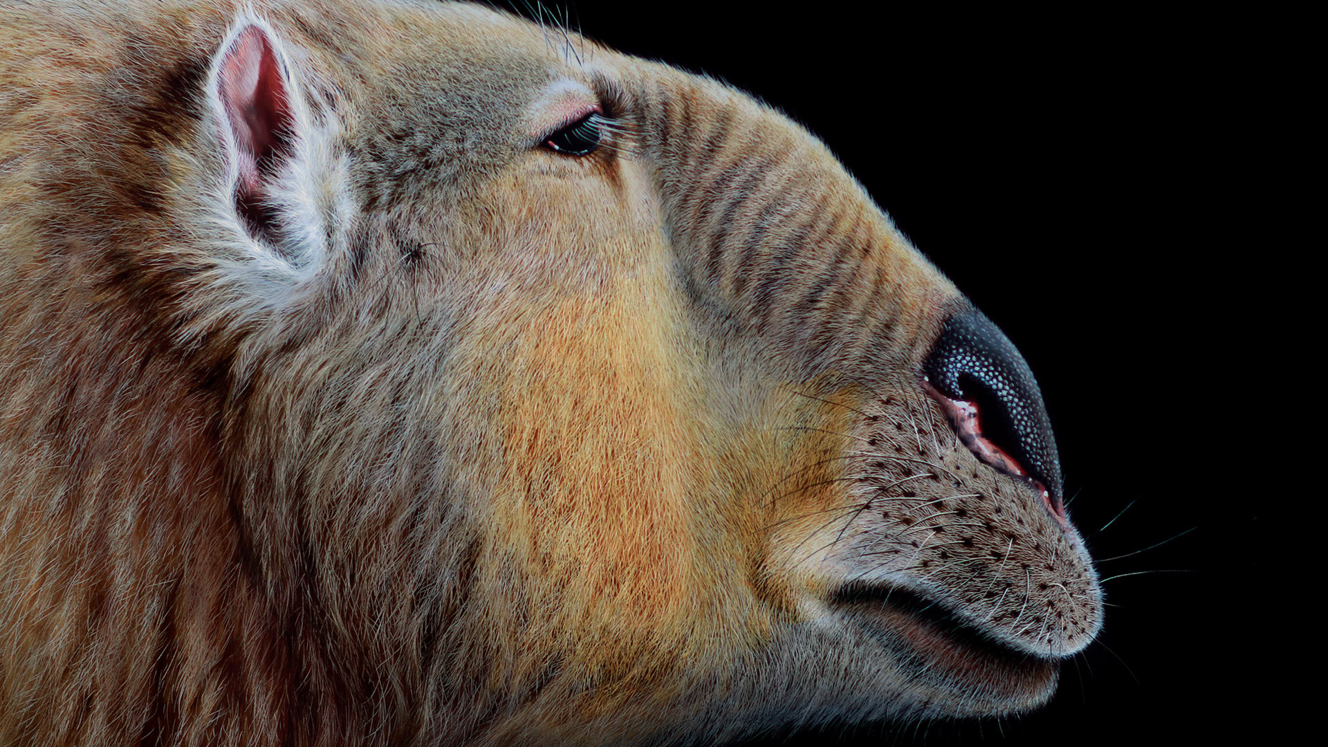 The art of extinct animals with Peter Trusler - ABC Education