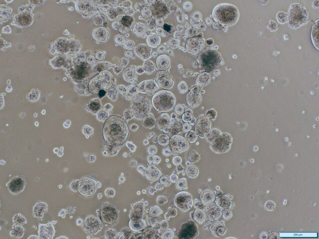 COVID researchers are working around the clock to understand Omicron. A ...