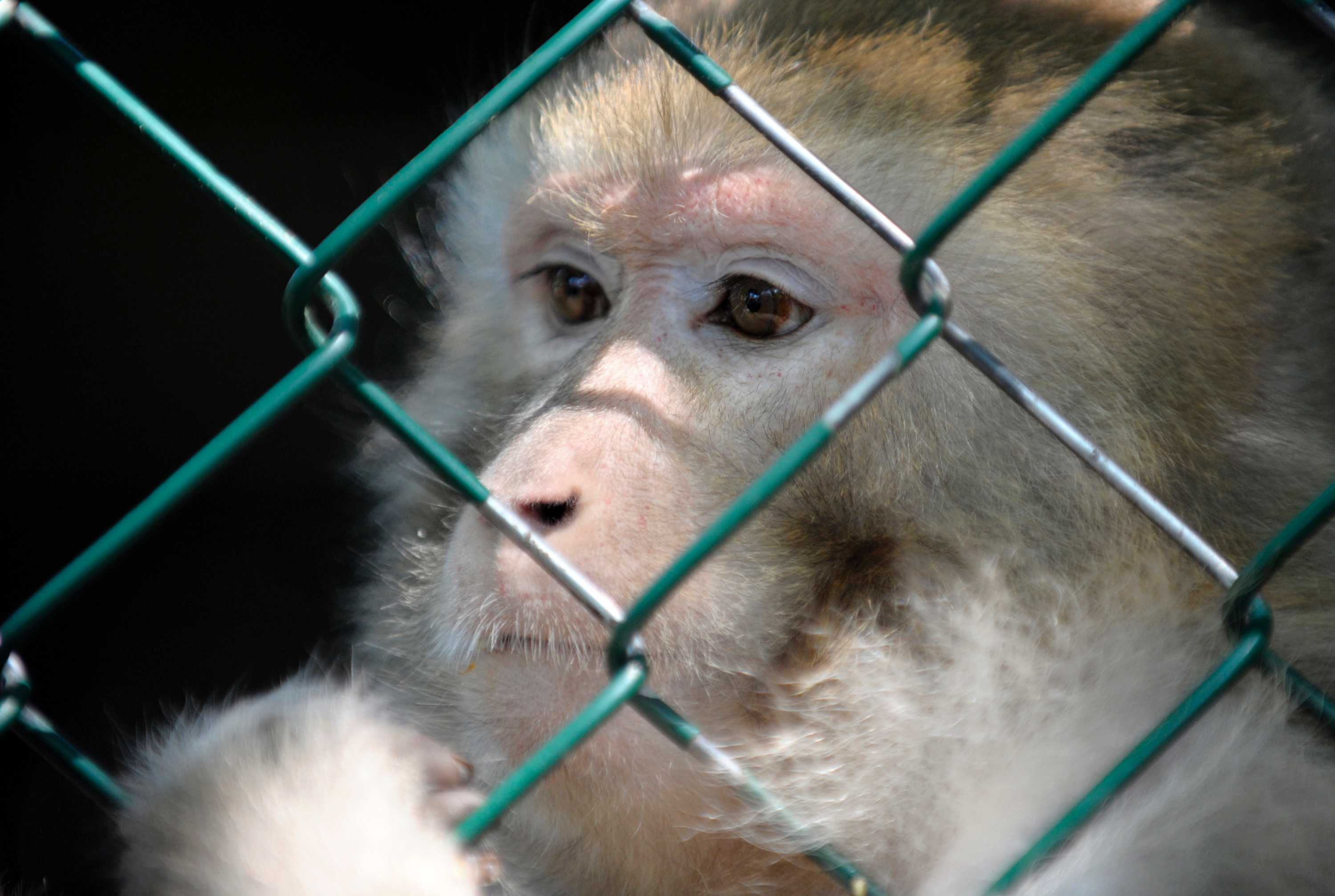 Residents to get compo after violent monkey rampage in Japan - ABC News