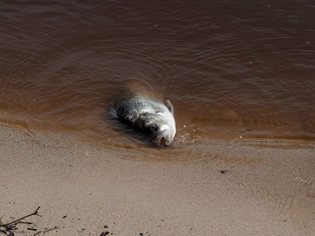 Authorities investigate significant fish kill after once-in-50-year ...