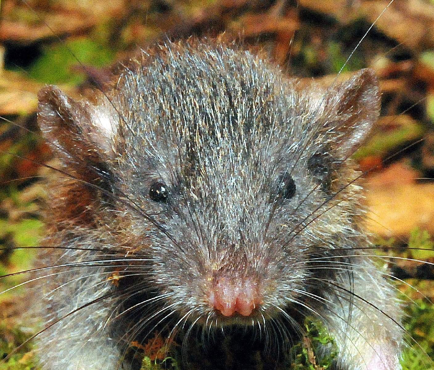 Slender root rat: New mammal species discovered by scientists on ...