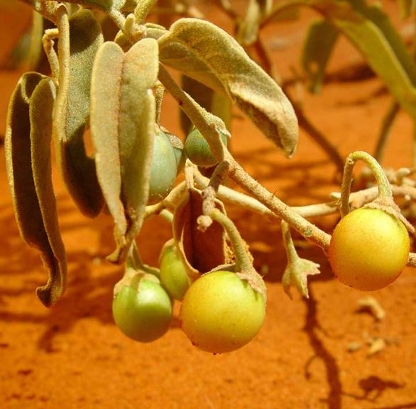 From the sands of time, the Pintupi Nine were thrust into the glare of ...