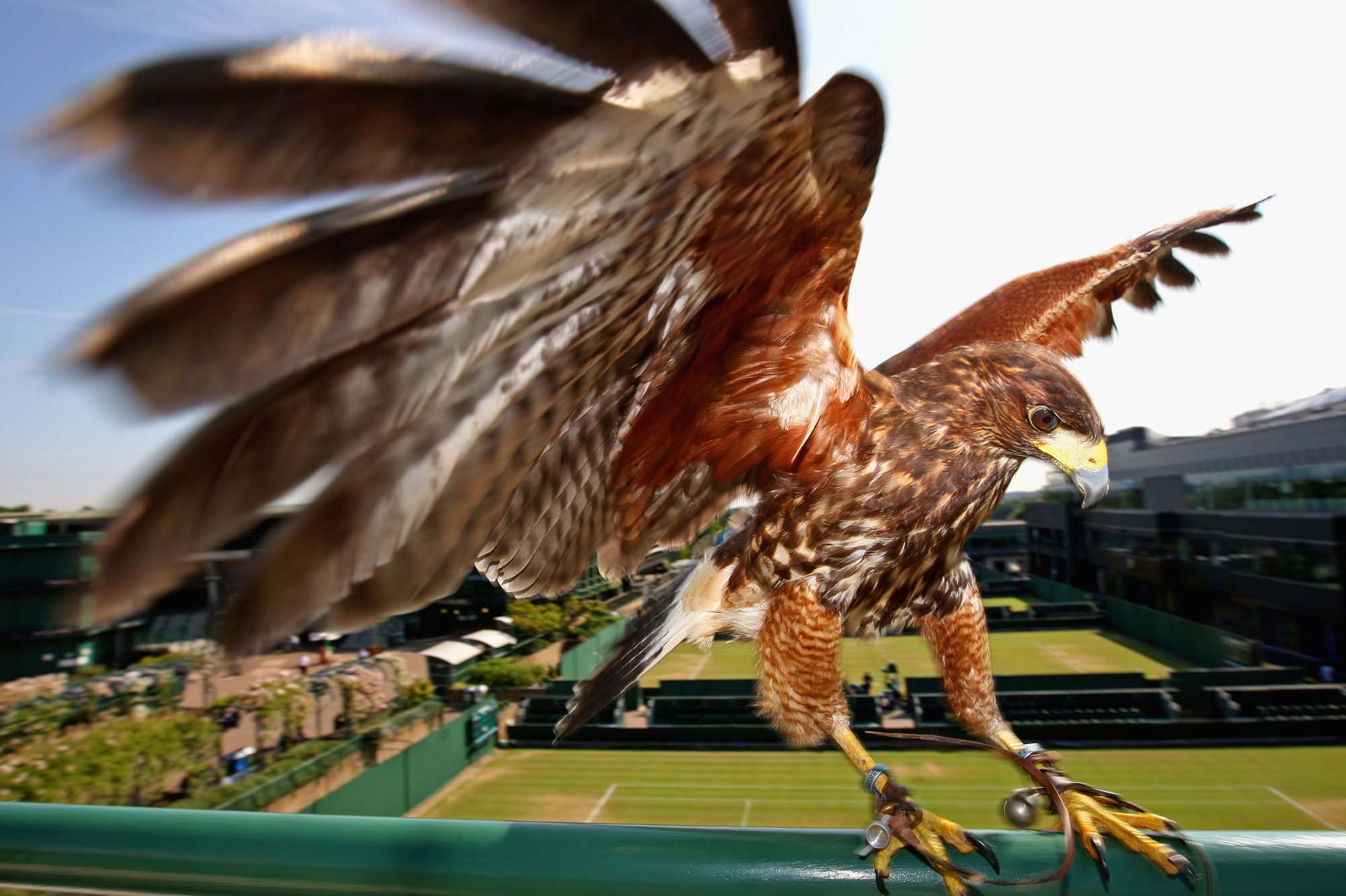 Celebrity hawk returns to Wimbledon - ABC News