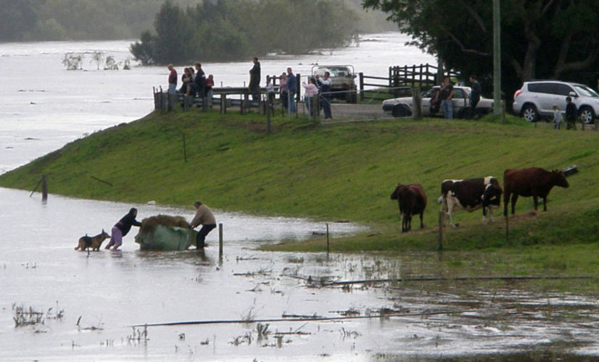 Queensland farmers lose hundreds of thousands of cattle to massive ...
