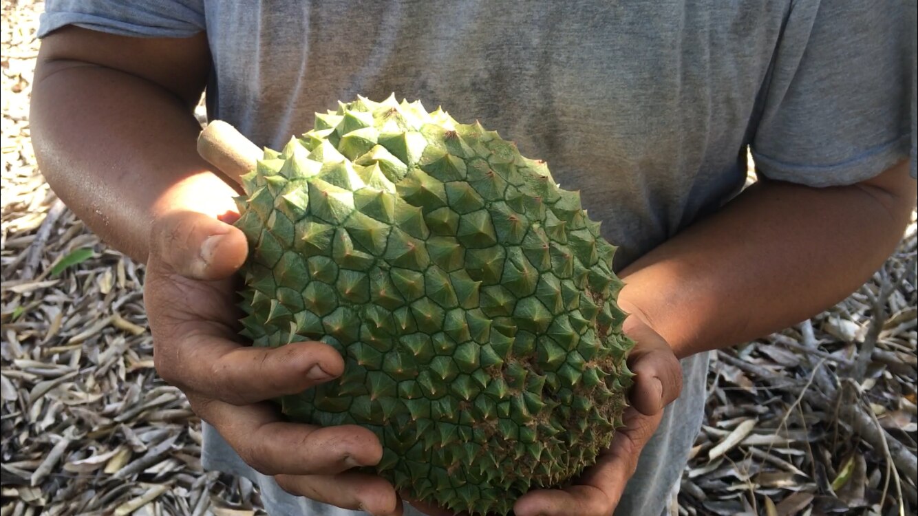 NT Country Hour - ABC Radio