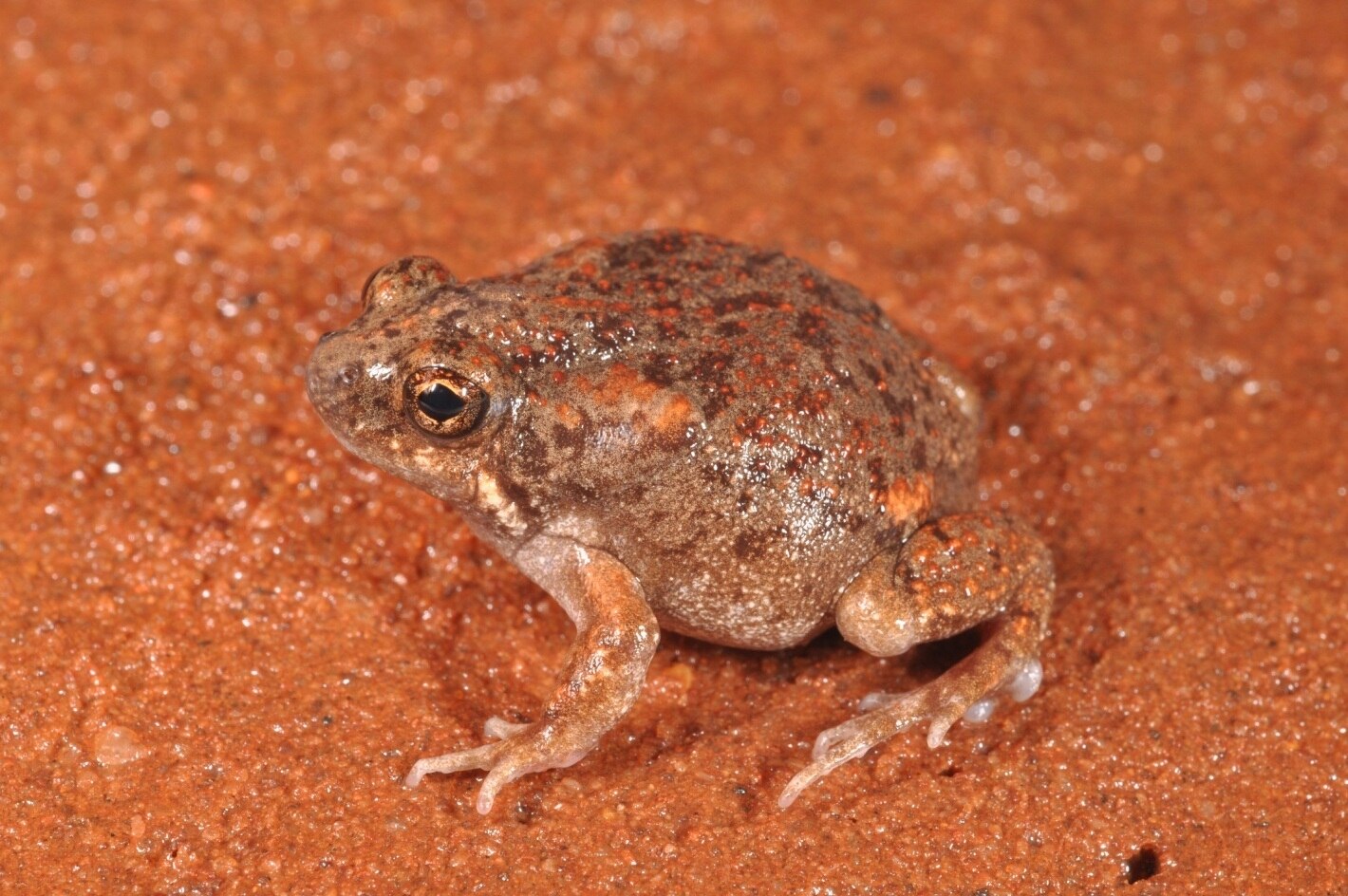 Genetic testing finds new mini frog - ABC News