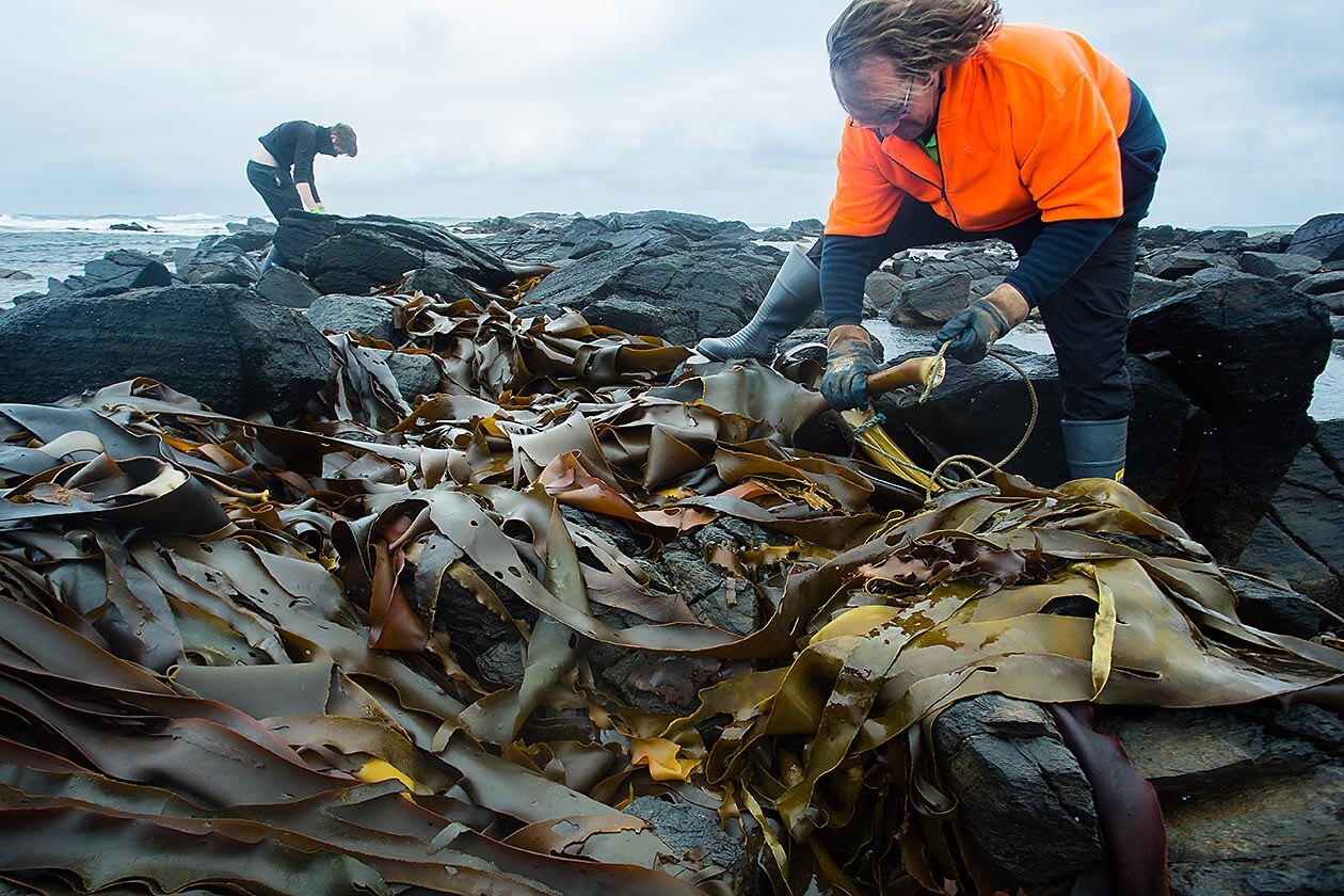King Island kelp-getters keeping it in the family - ABC News