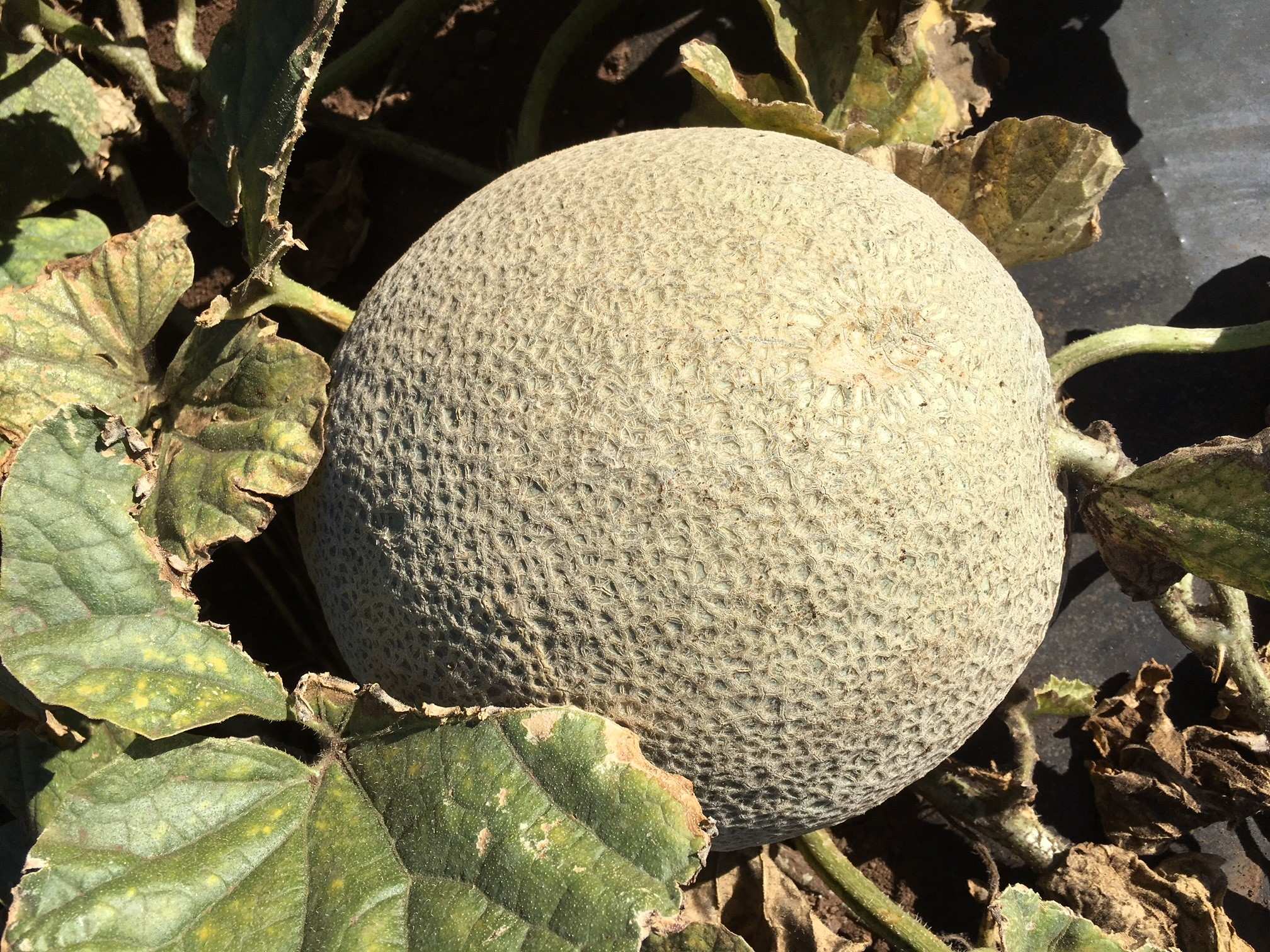 Rotting melons left in paddocks as listeria outbreak cripples West ...