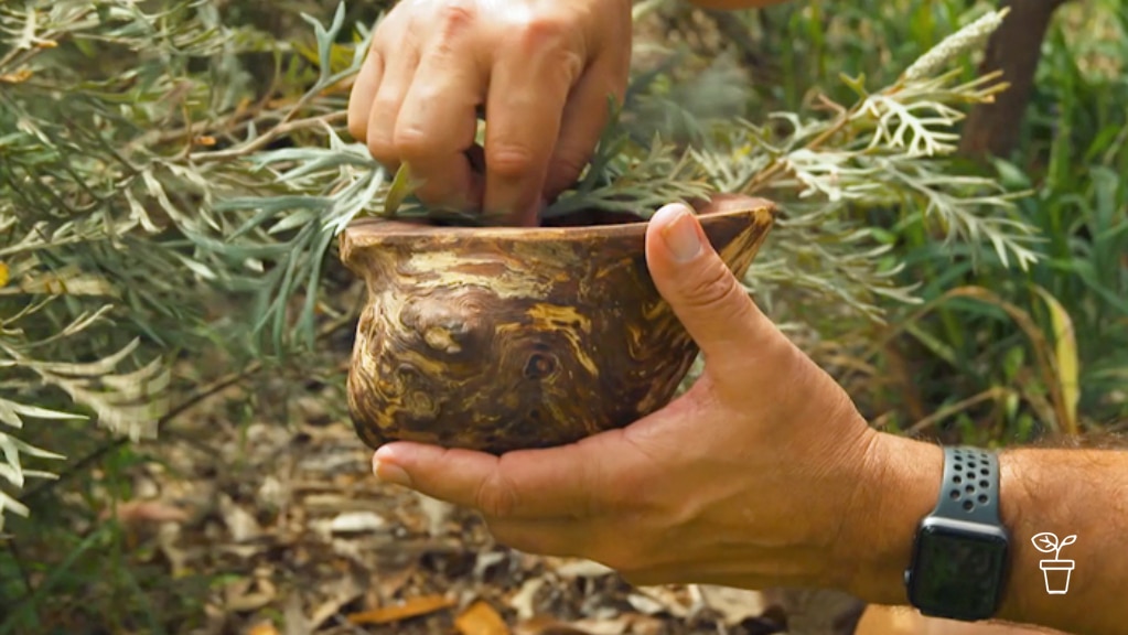 Nifty Natives - Gardening Australia