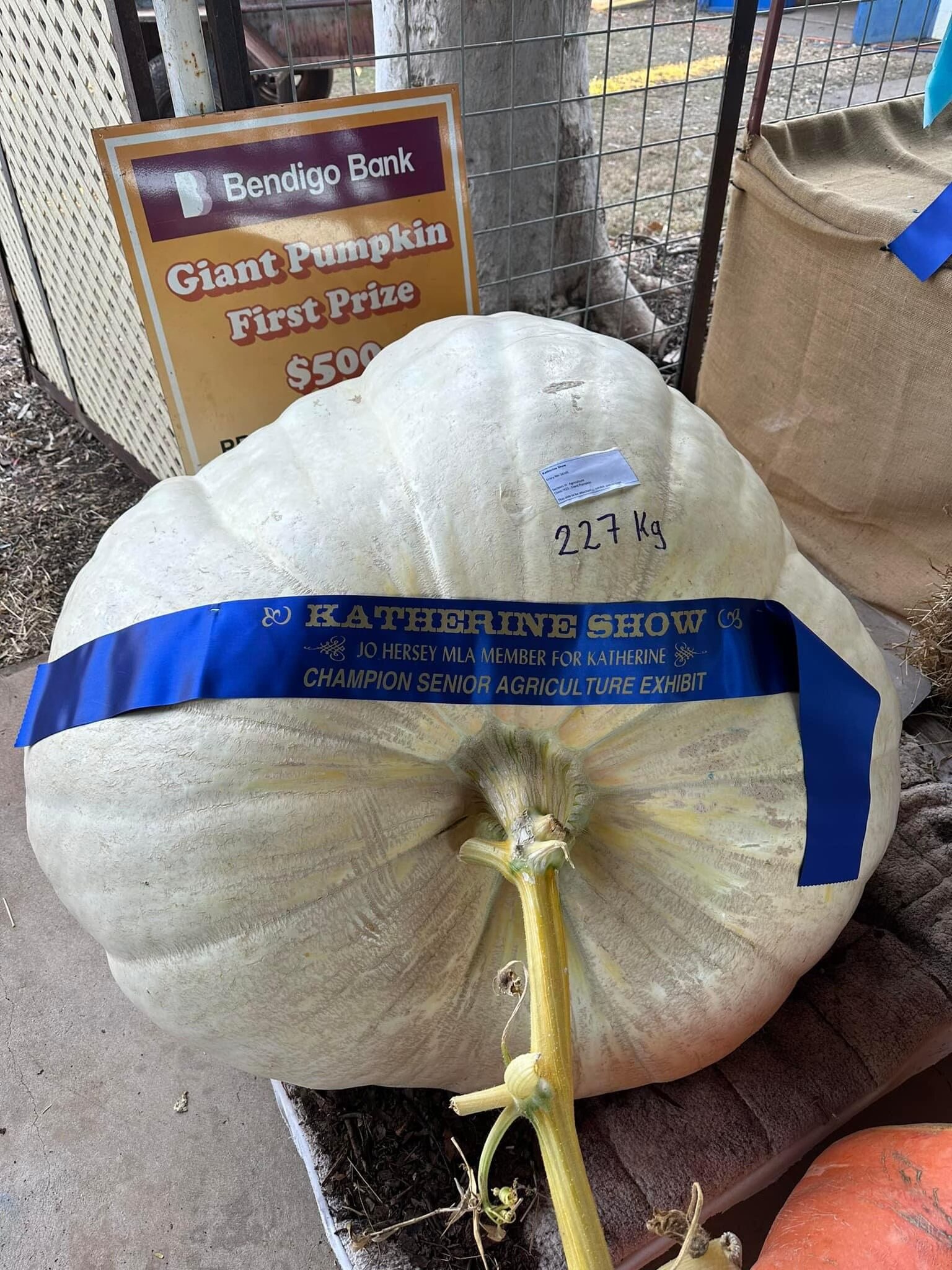 Why growing a giant pumpkin isn't so easy - ABC listen