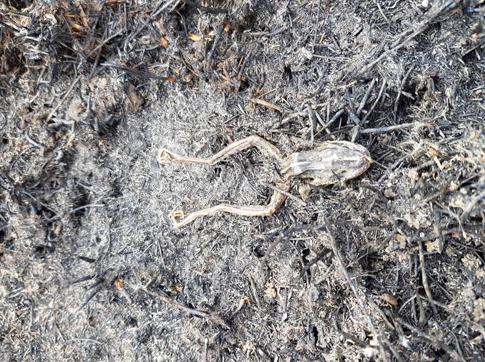 Ecologist despairs as deliberate fires destroy threatened frog habitat ...