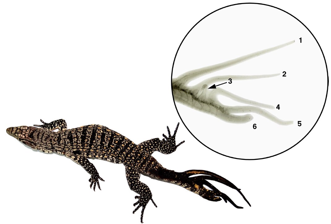 Lizard regenerates six tails following injury in Argentina, setting new ...