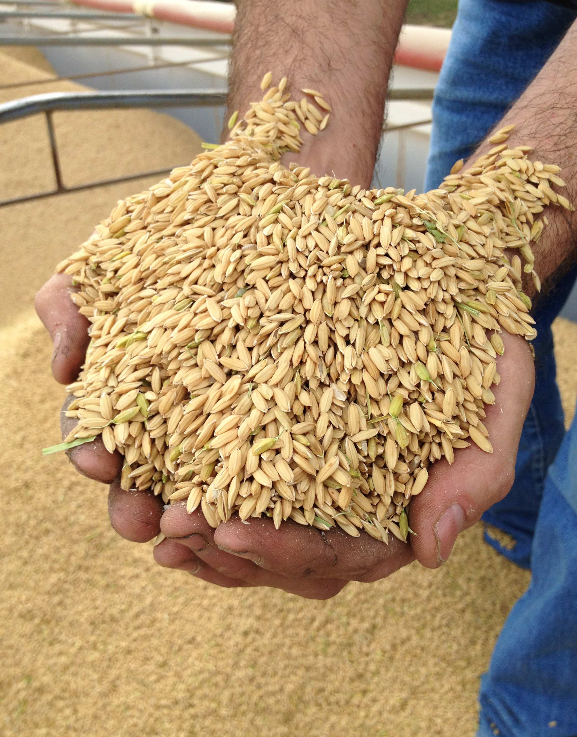 Nuffield study investigates rice straw by-products for Australian ...