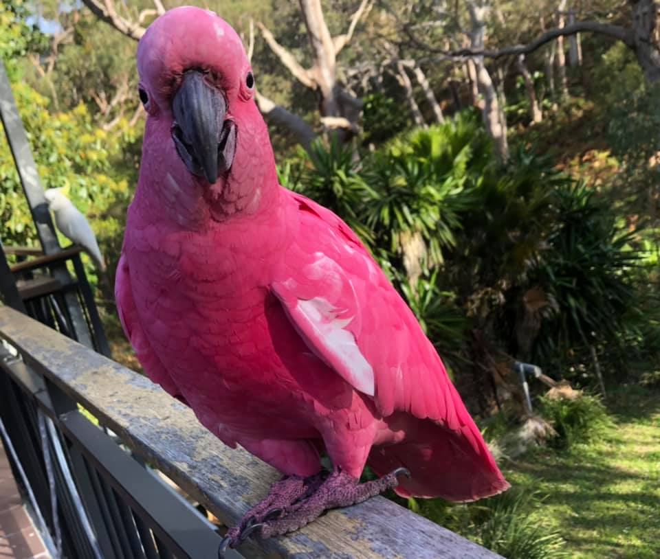 Mystery of a pink corella has scientists, residents baffled - ABC News