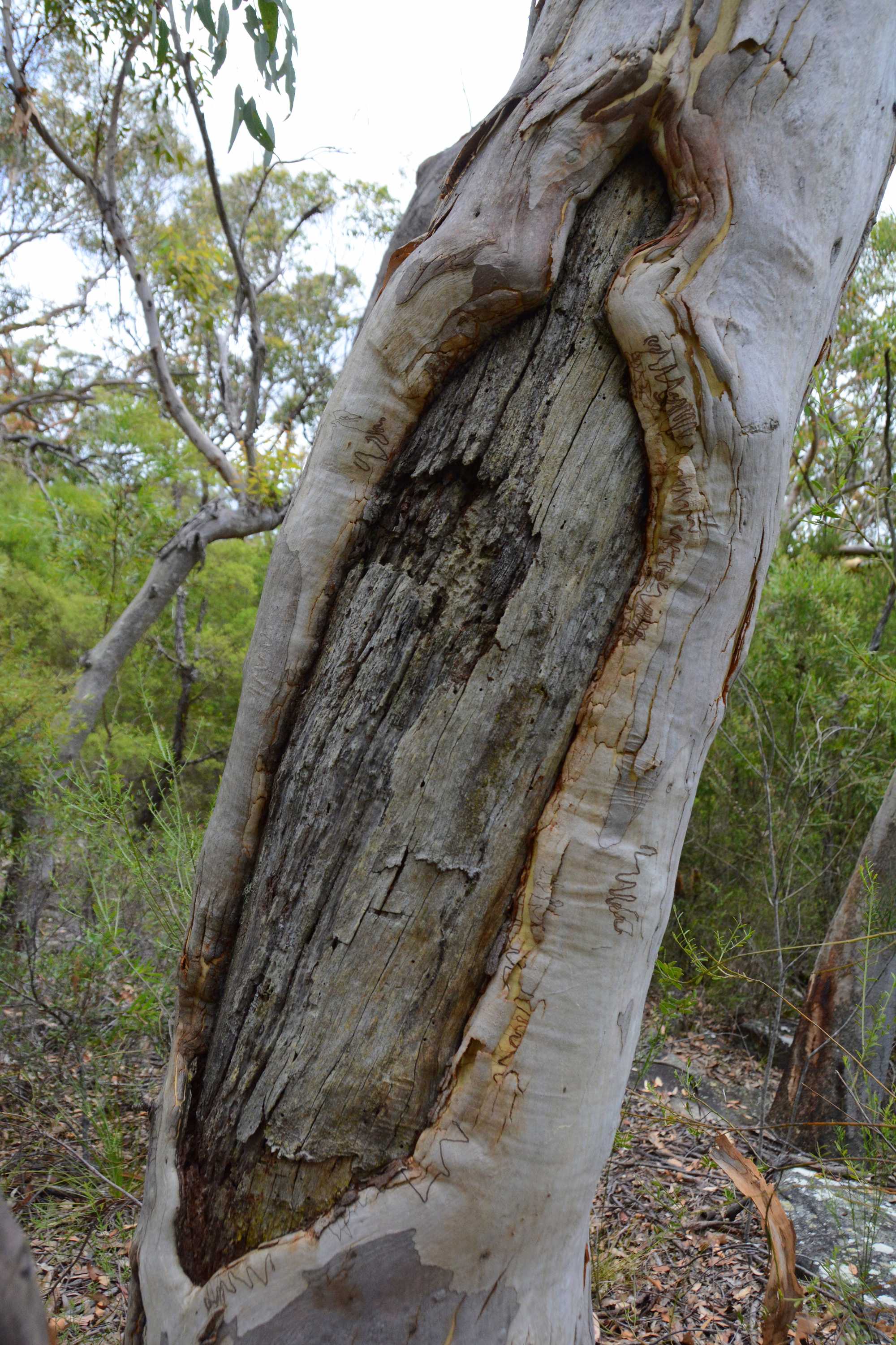 Eucalypts: 10 things you may not know about an iconic Australian - ABC News