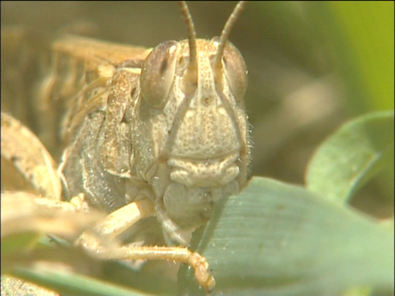 Plague locust updates - ABC News