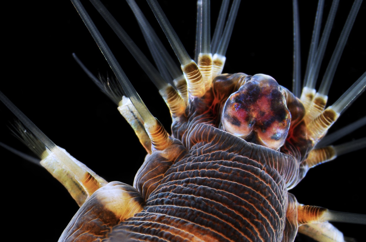 Stunning window into the microscopic world revealed in Nikon Small ...