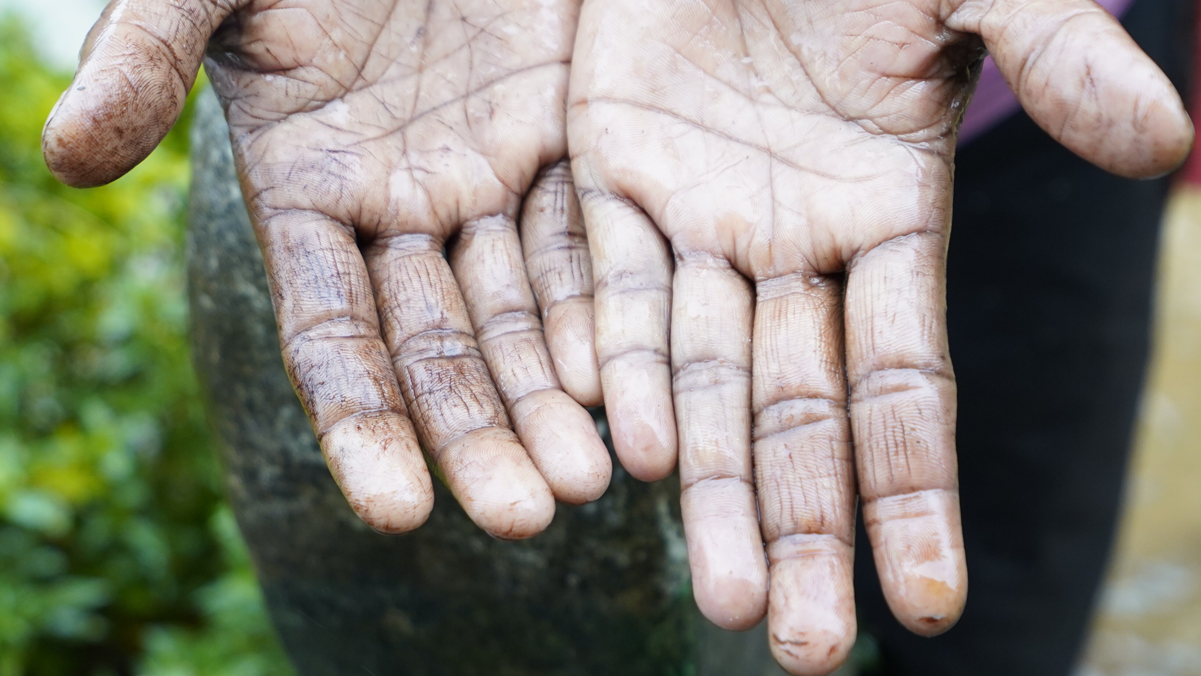 Sri Lanka's tea industry faces crisis amid wage hike and tough conditions for workers - ABC News