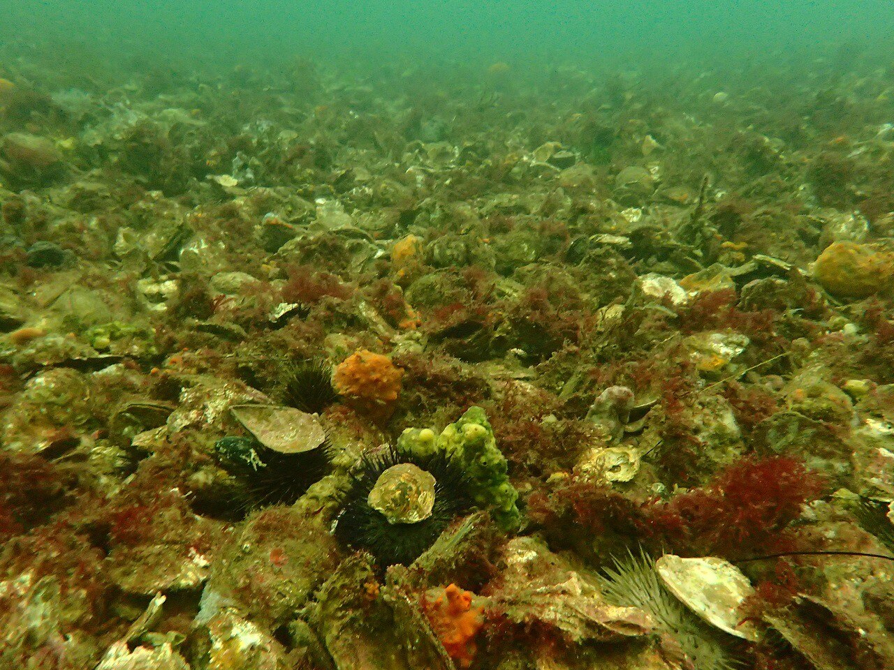 Economic arguments help win funds to restore shellfish reefs - ABC listen