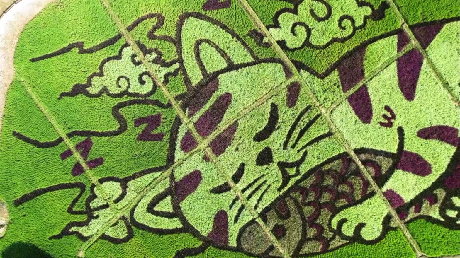 Napping cats take over northern Thailand rice paddies in carefully ...