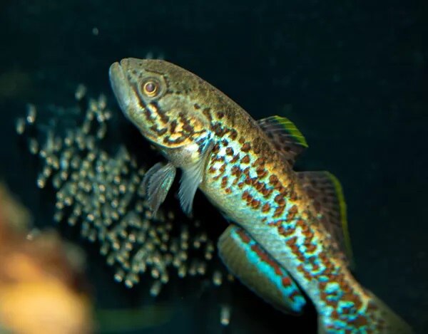 Southern purple-spotted gudgeon fish, thought to be extinct for more ...