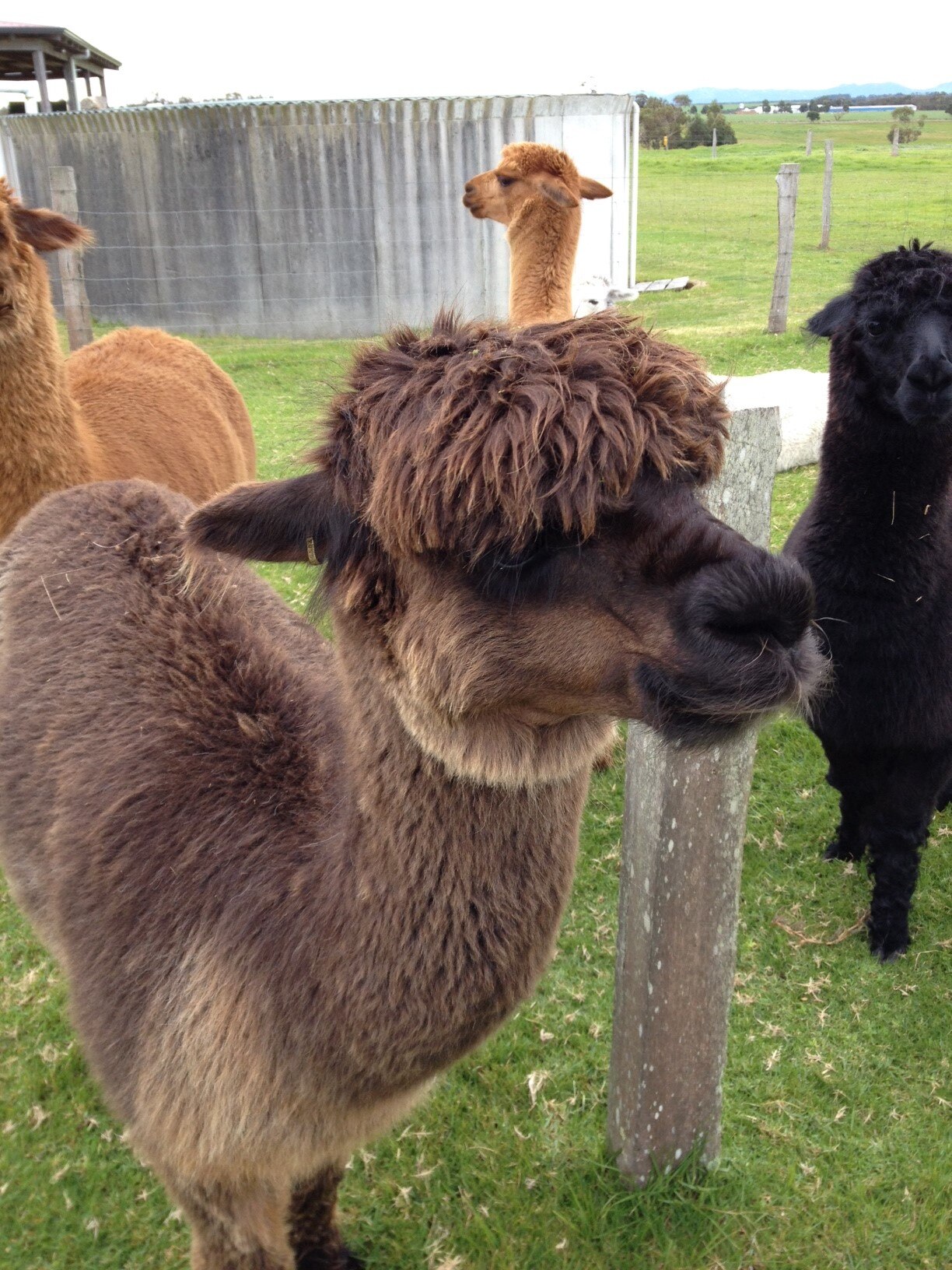 Alpaca growers challenge cute, cuddly image to build markets for ...