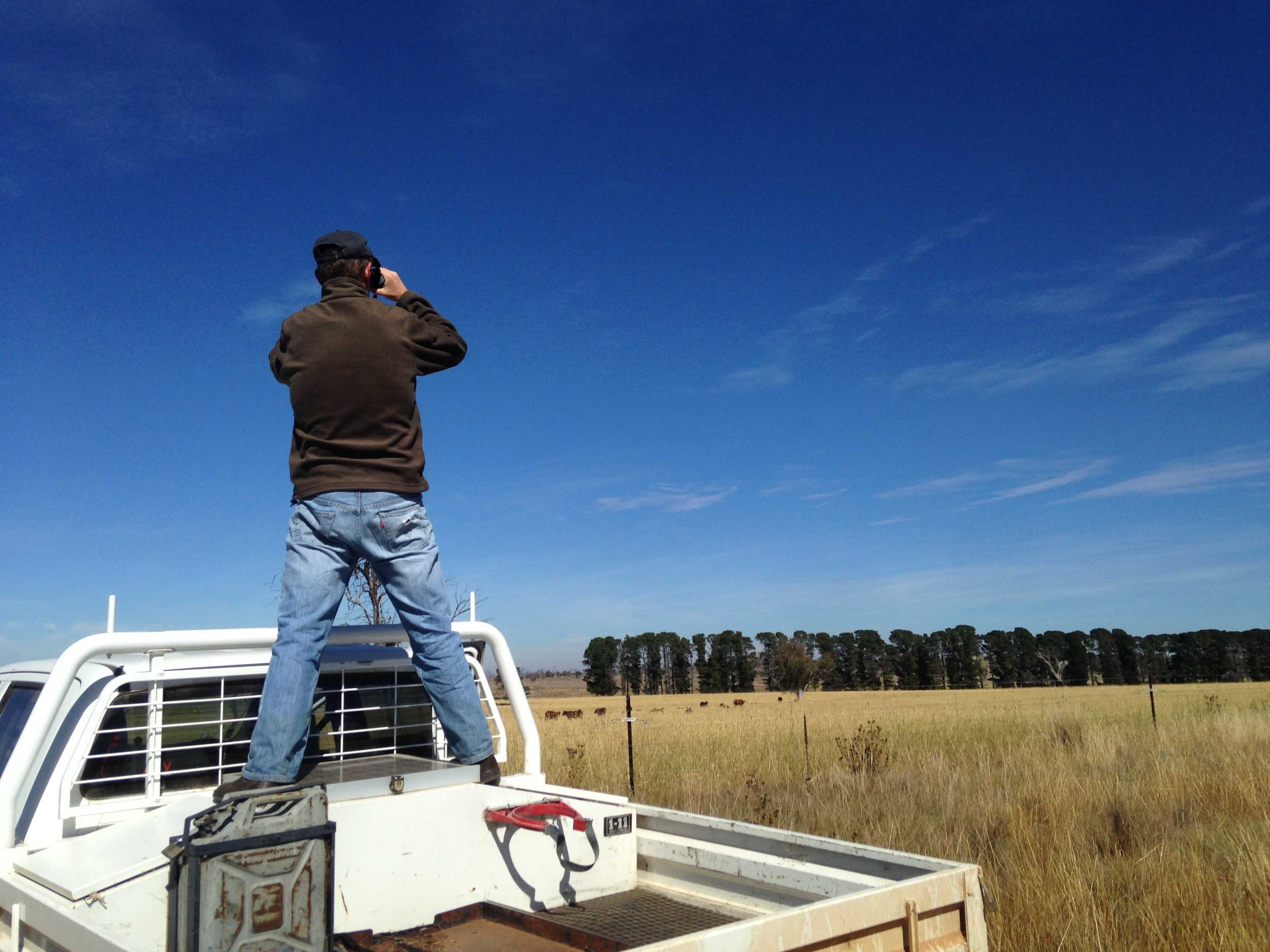 GPS devices used to track sheep grazing habits - ABC News